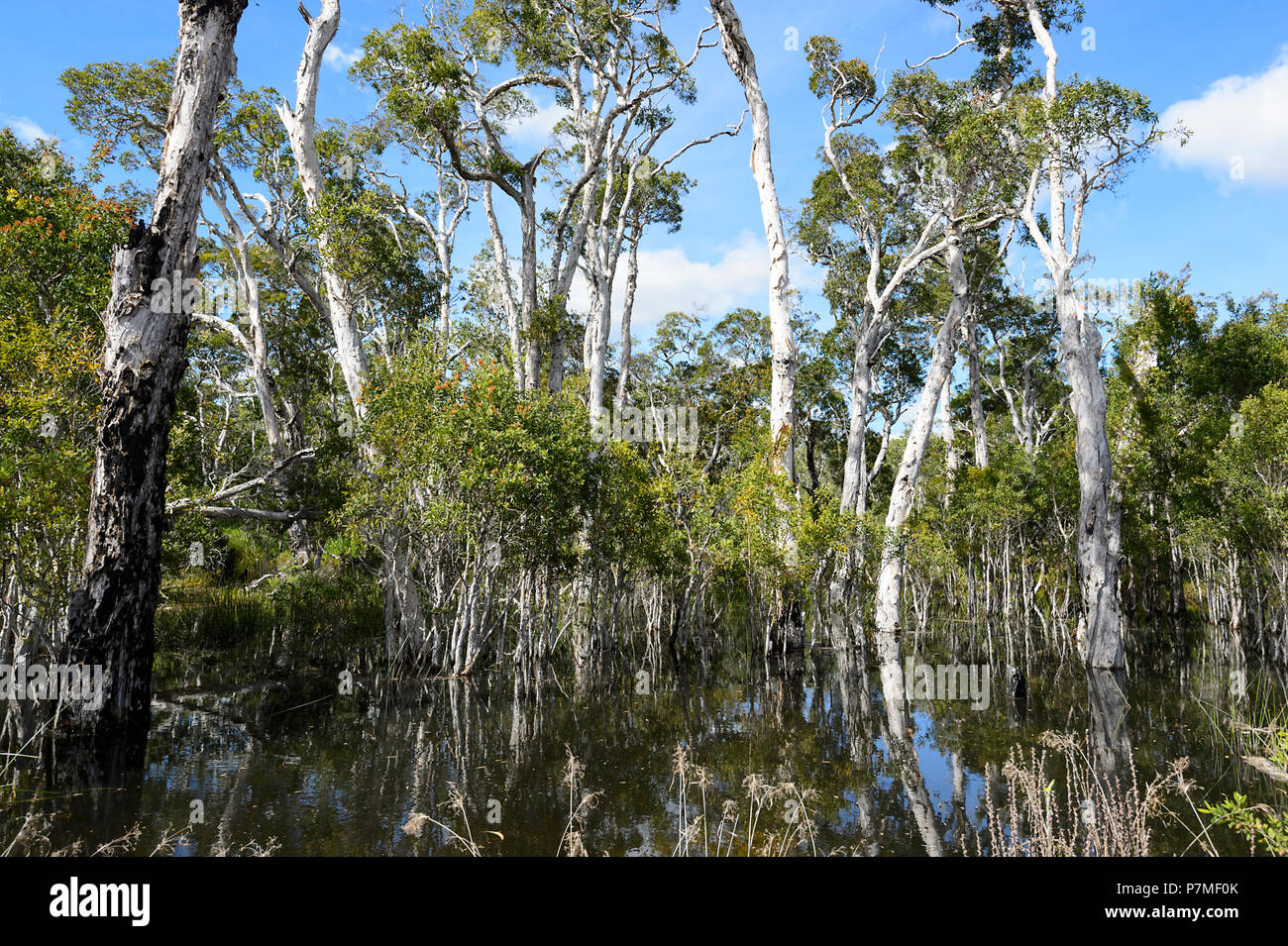 Australian paperbark tree hi-res stock photography and images - Alamy