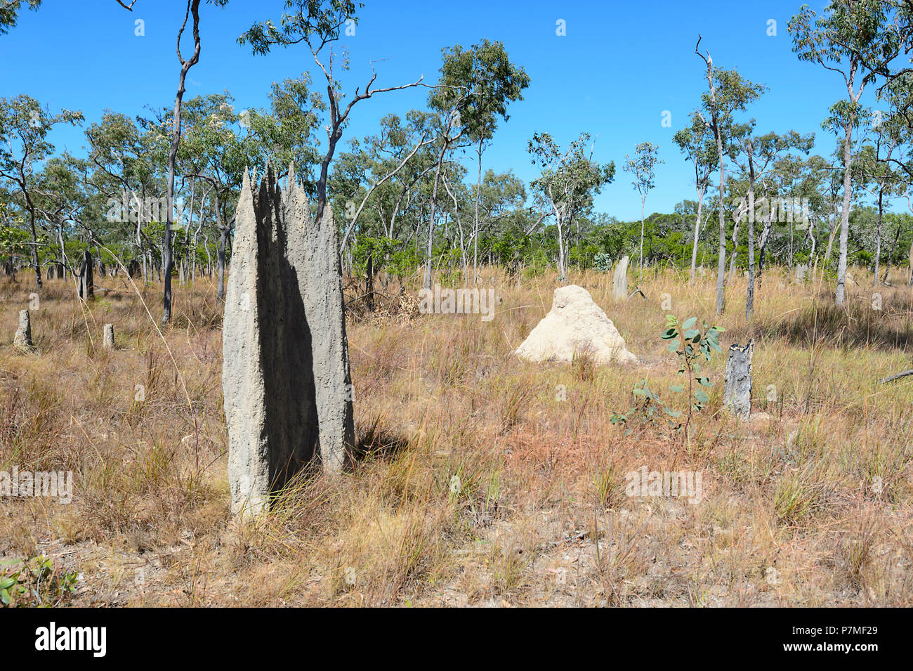 View of magnetic and cathedral termite mounds, Cape York Peninsula, Far ...