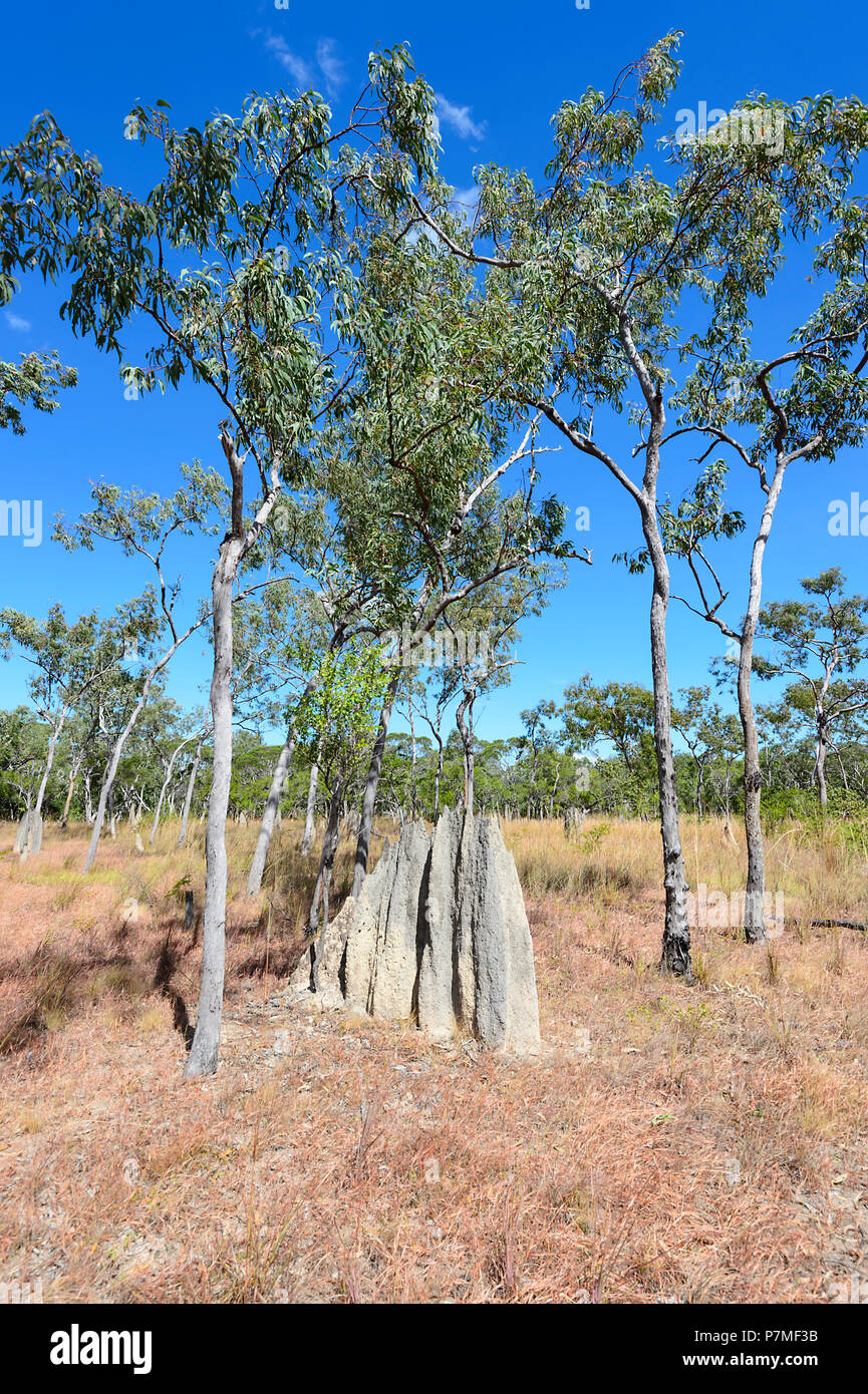 Vertical view of a magnetic termite mound, Cape York Peninsula, Far ...