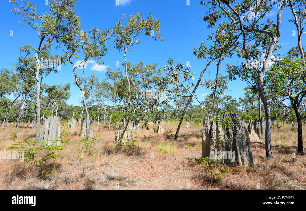 View of magnetic termite mounds, Cape York Peninsula, Far North ...