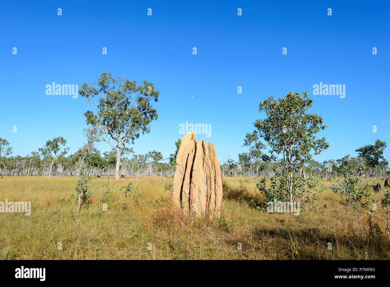 View of magnetic termite mounds, Cape York Peninsula, Far North ...
