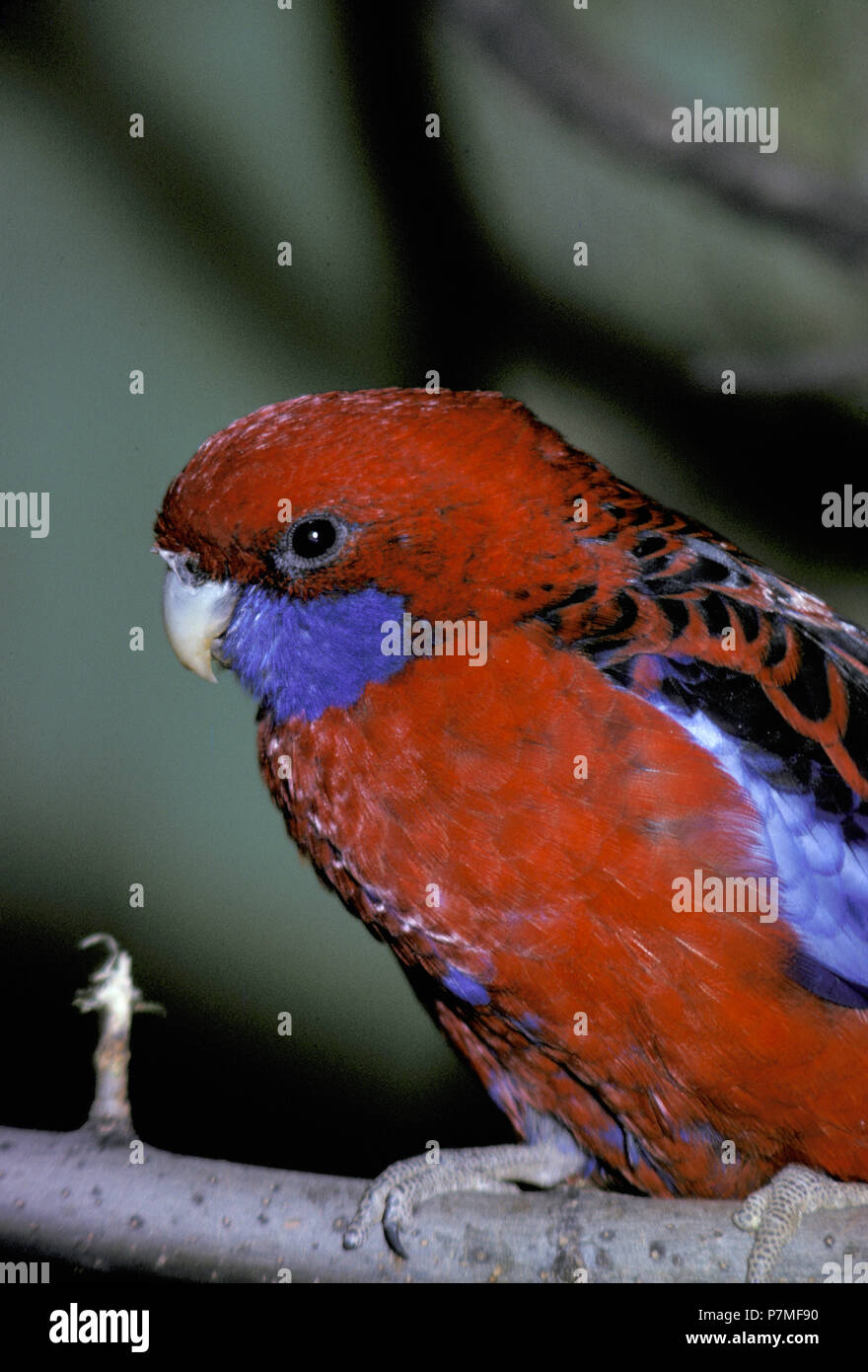 NOT 143926 PENNANT PARAKEET Platycerus e. elegans Australia Stock Photo ...