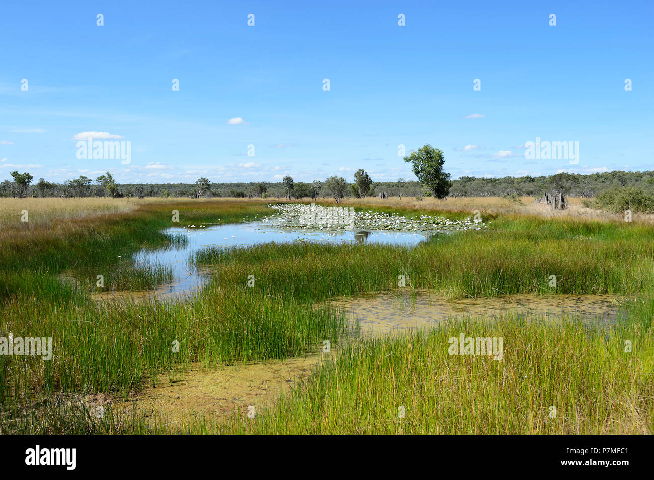 Cape york wetlands hi-res stock photography and images - Alamy