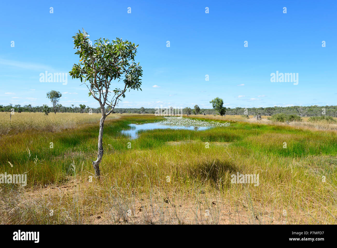 View of pretty lush wetlands with blooming water lilies, Cape York ...