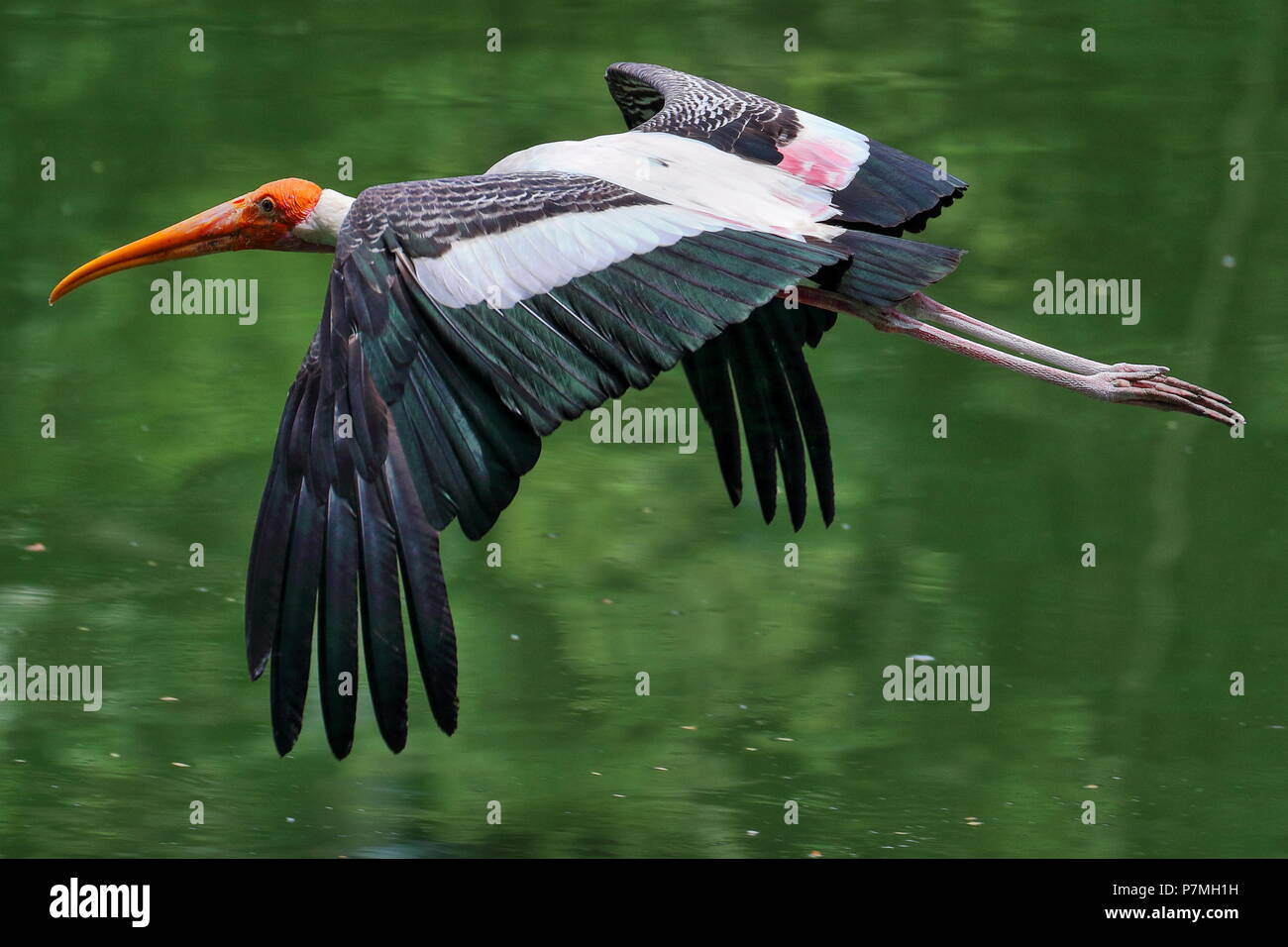 Aviary beauty hi-res stock photography and images - Alamy
