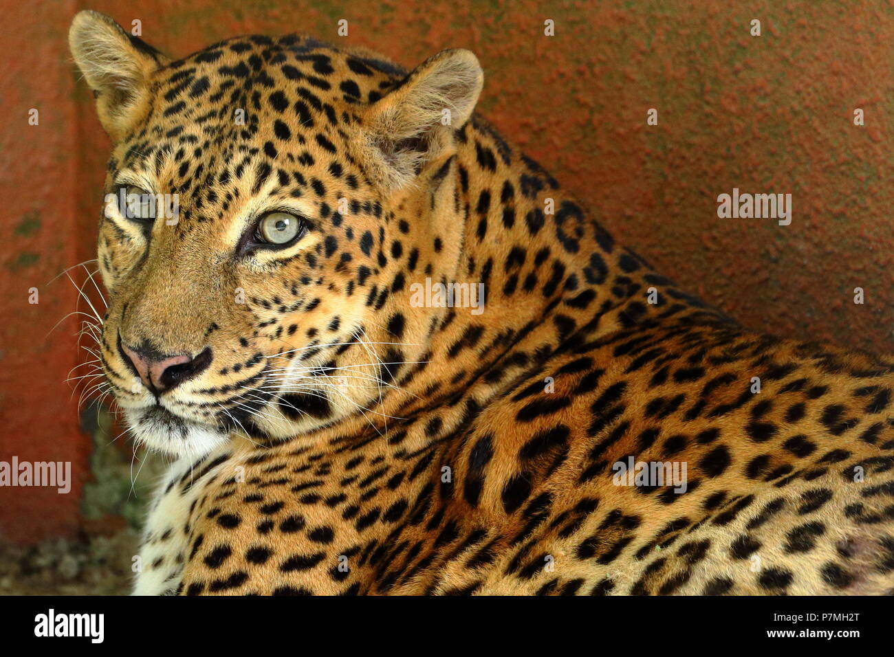 Beautiful Eyes, Deadly Gaze Stock Photo - Alamy