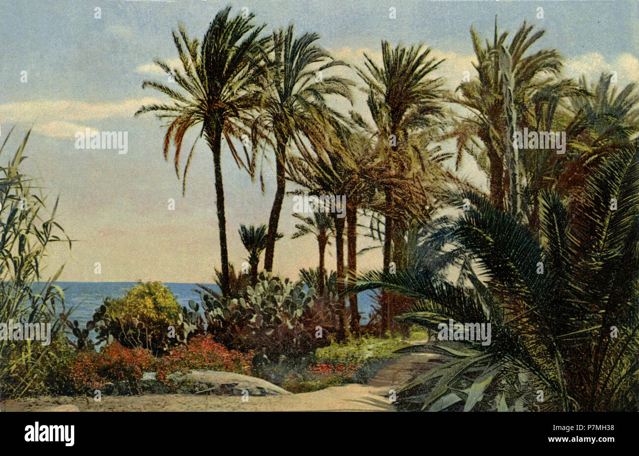 Carte de la palme hi-res stock photography and images - Alamy