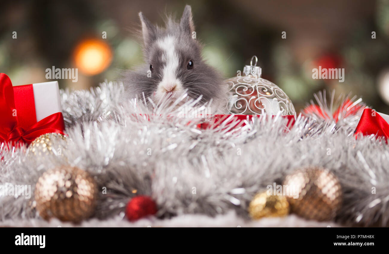 Rabbit, bunny, Gift boxes with red ribbon on Christmas background Stock ...