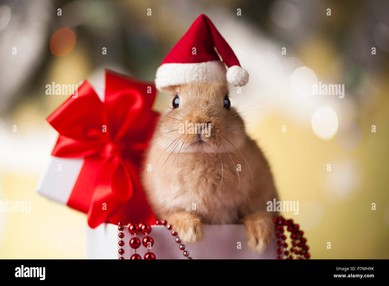 Rabbit, bunny, Gift boxes with red ribbon on Christmas background Stock ...