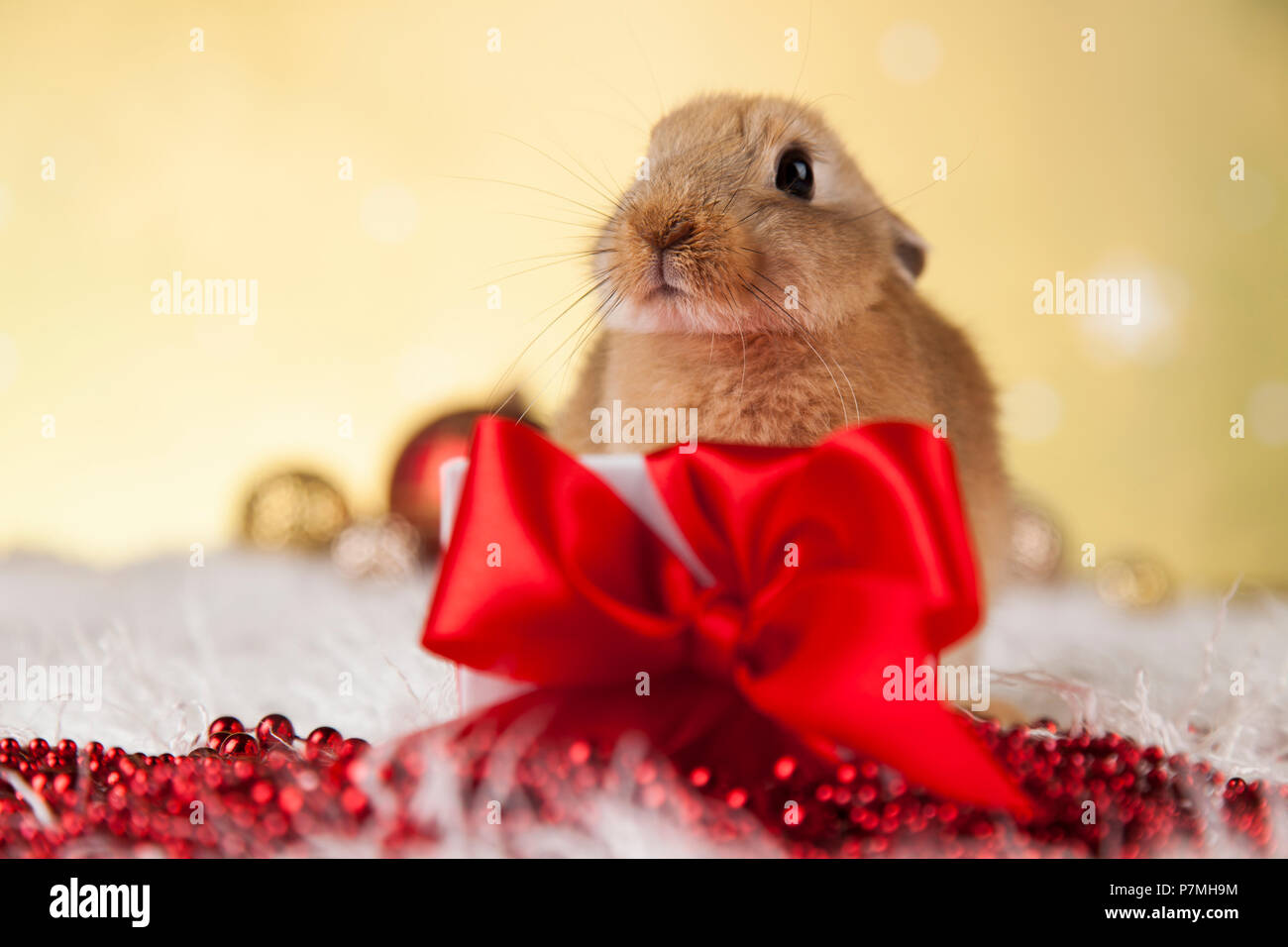 Rabbit, bunny, Gift boxes with red ribbon on Christmas background Stock ...