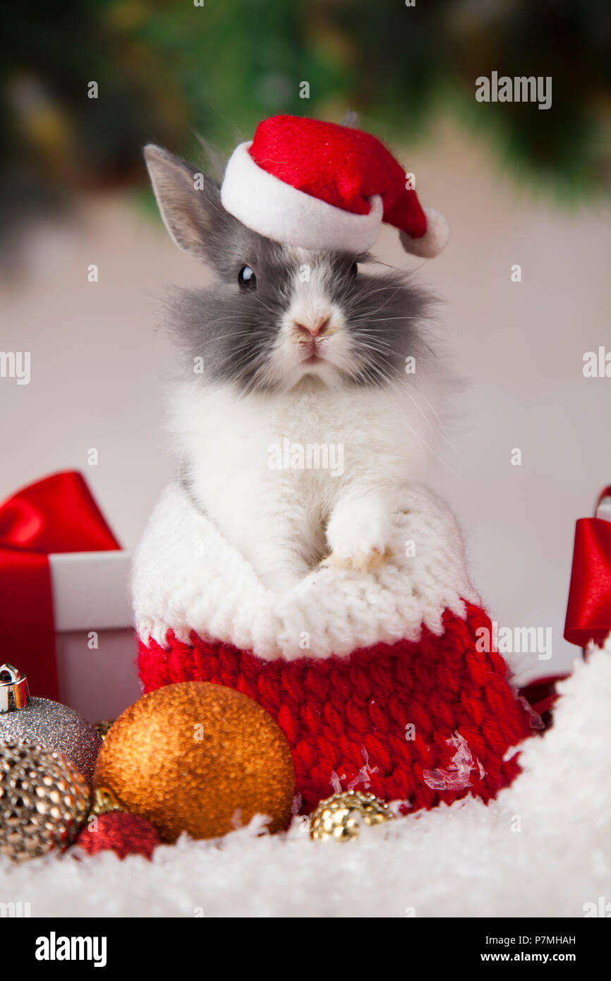 Rabbit, bunny, Gift boxes with red ribbon on Christmas background Stock ...