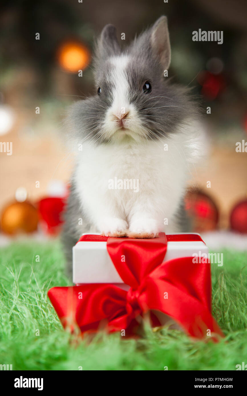 Rabbit, bunny, Gift boxes with red ribbon on Christmas background Stock ...