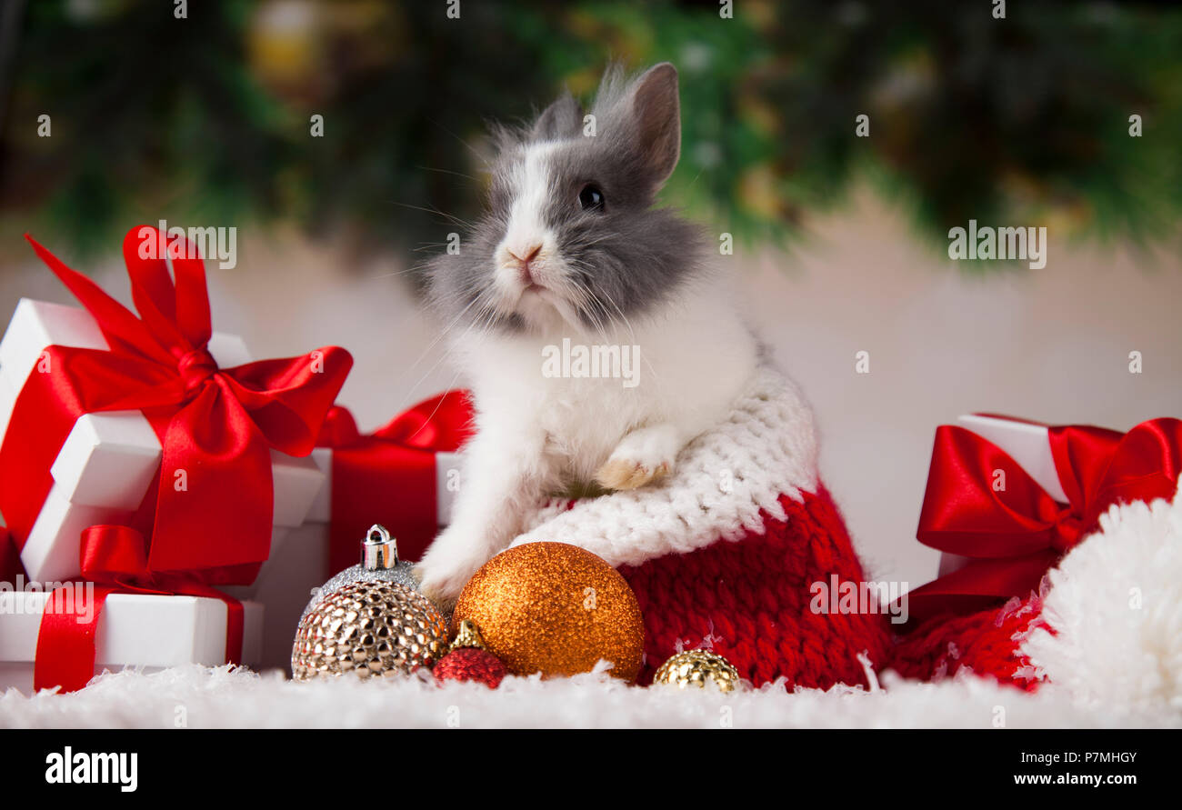 Rabbit, bunny, Gift boxes with red ribbon on Christmas background Stock ...