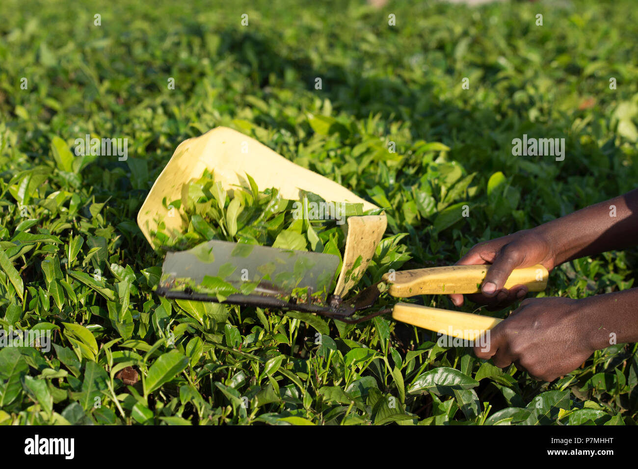 Tea Harvesting, Ugandan Man Harvests Tea in Ankole region, Uganda Stock ...