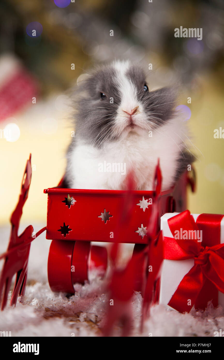 Rabbit, bunny, Gift boxes with red ribbon on Christmas background Stock ...