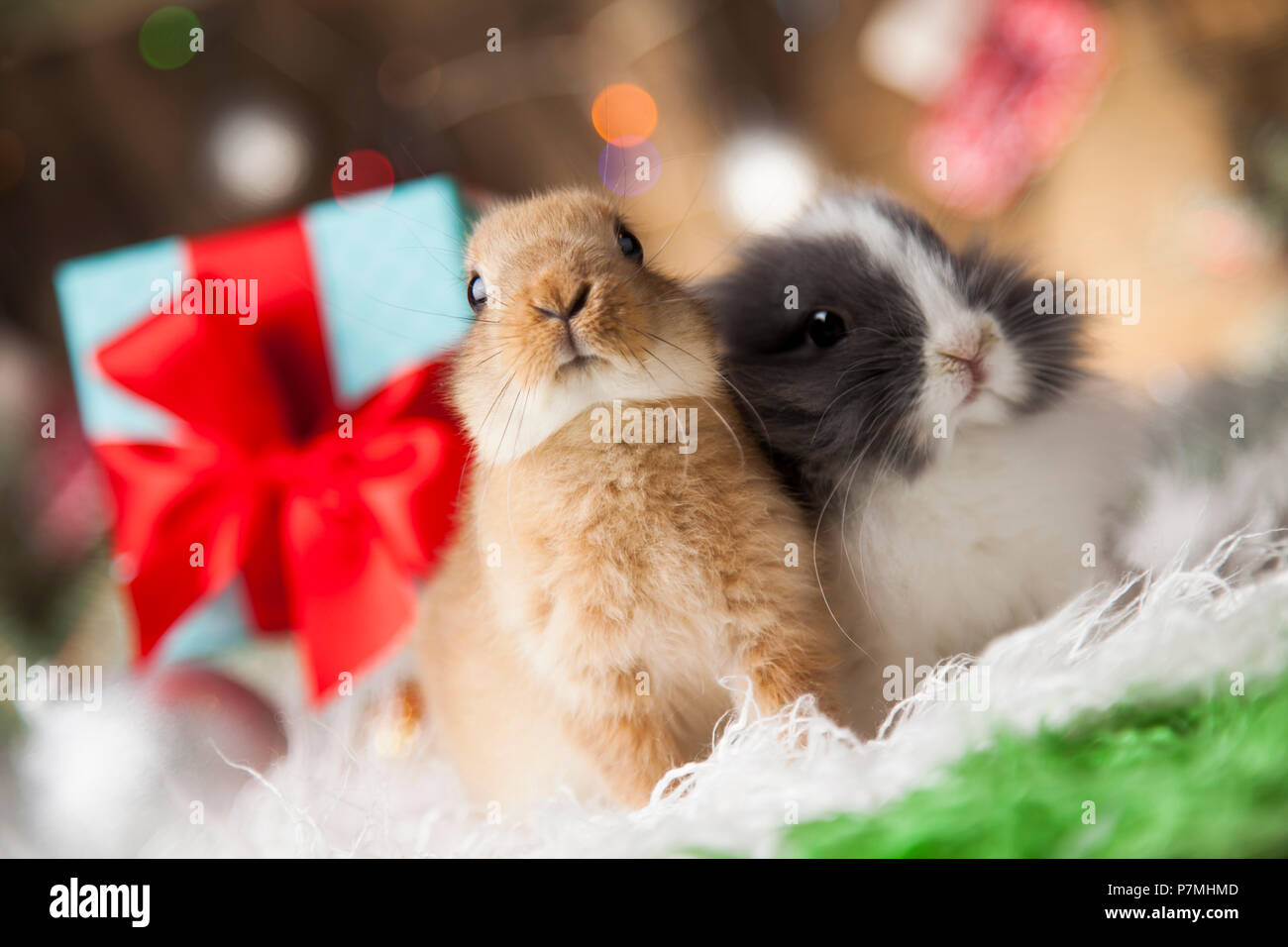 Rabbit, bunny, Gift boxes with red ribbon on Christmas background Stock ...