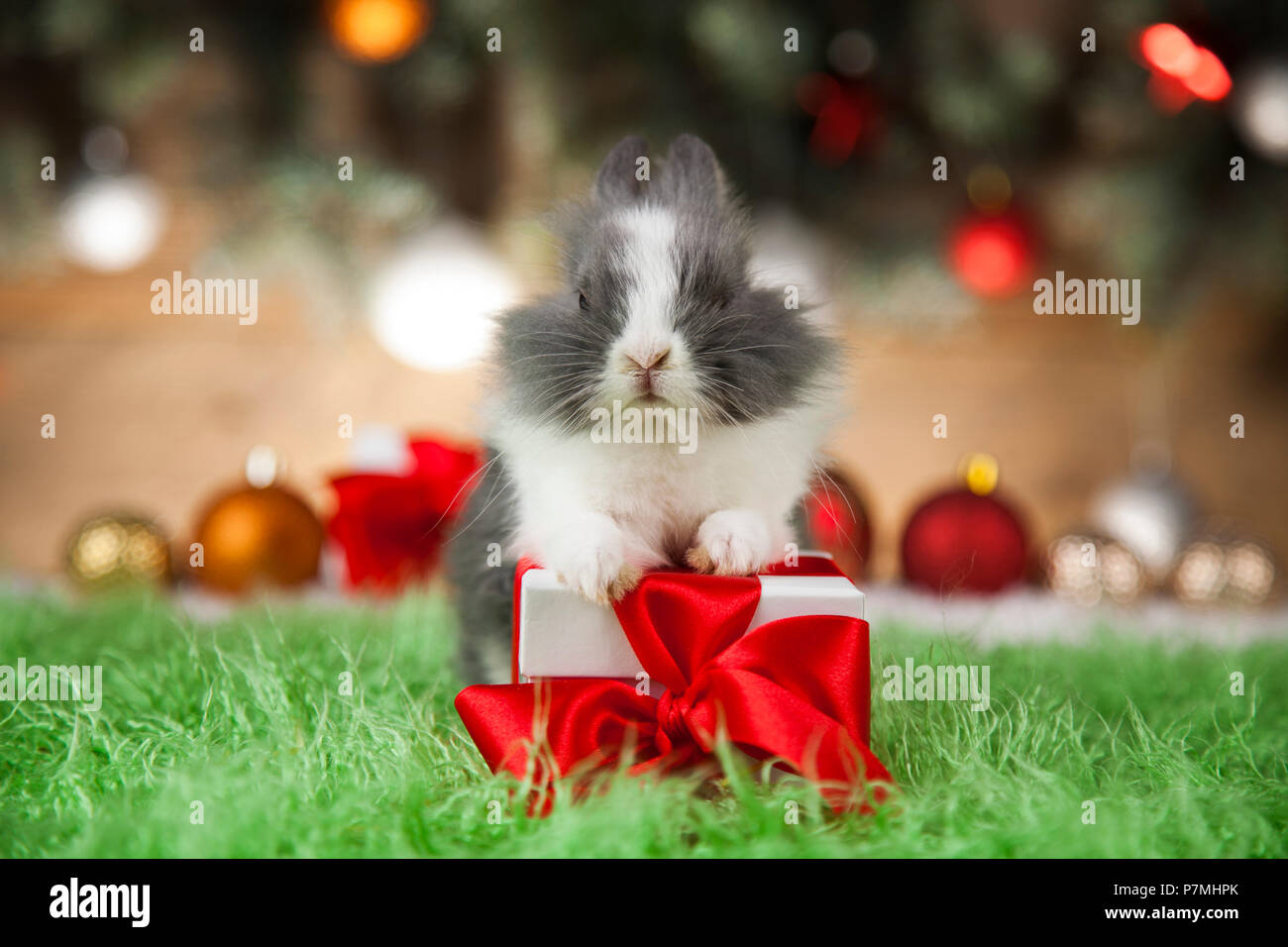 Rabbit, bunny, Gift boxes with red ribbon on Christmas background Stock ...