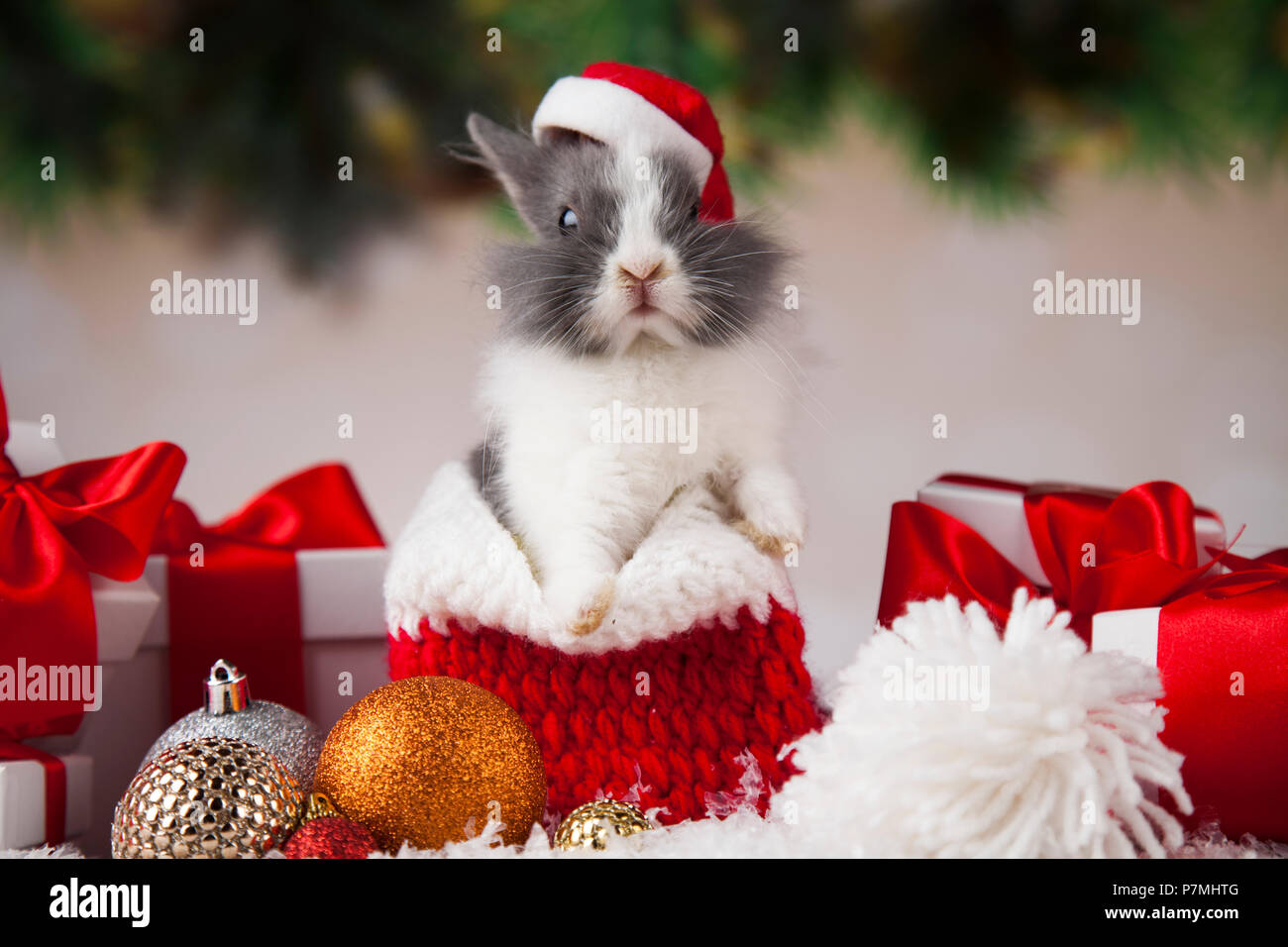 Rabbit, bunny, Gift boxes with red ribbon on Christmas background Stock ...