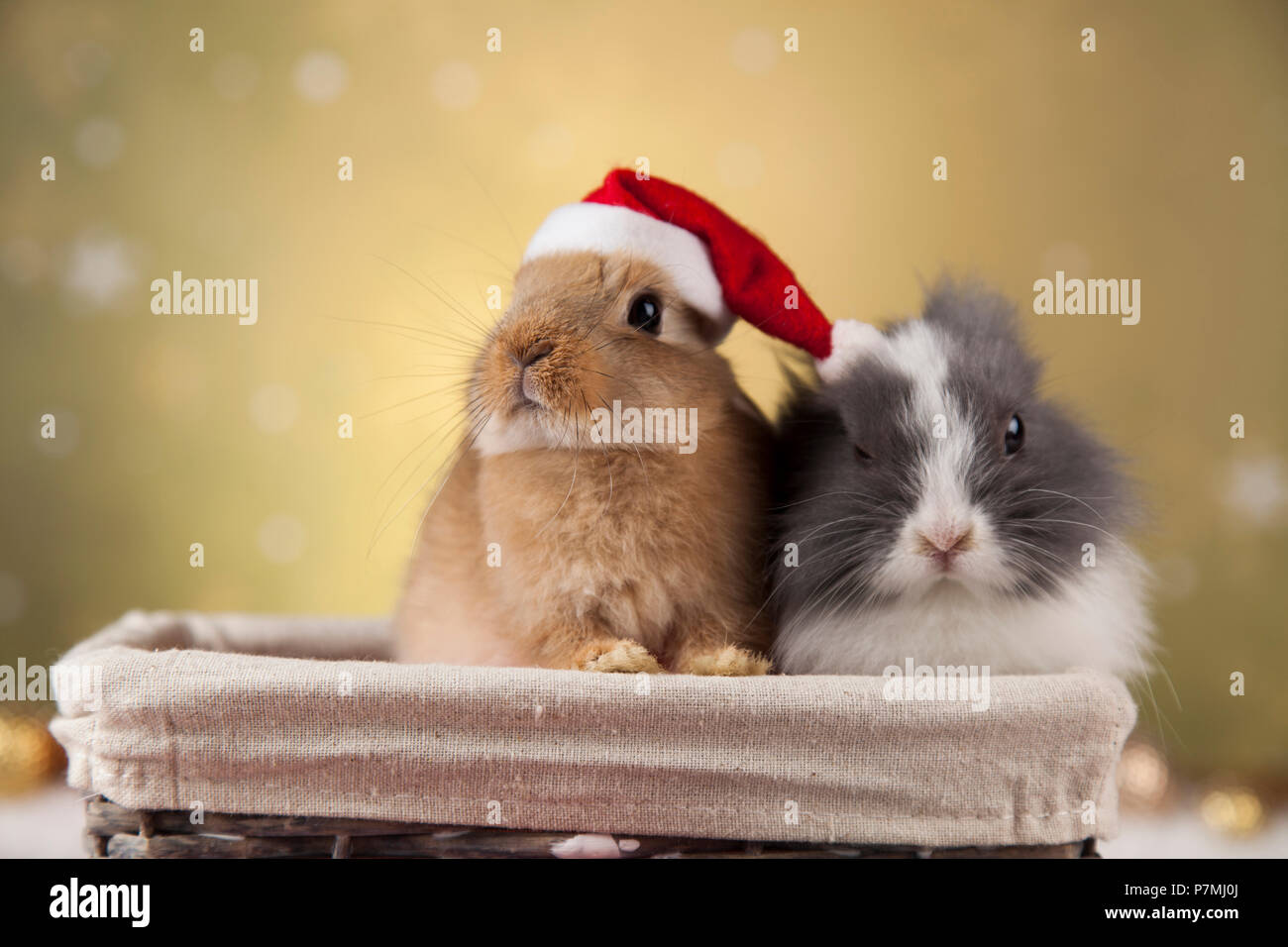 Animal, Rabbit, bunny on Christmas background Stock Photo - Alamy