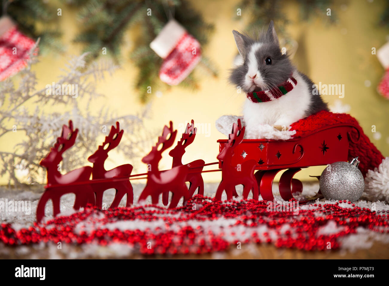 Rabbit, bunny, Gift boxes with red ribbon on Christmas background Stock ...