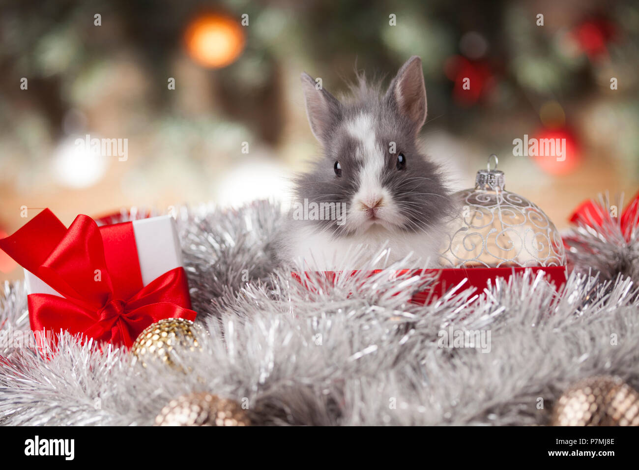 Rabbit, bunny, Gift boxes with red ribbon on Christmas background Stock ...