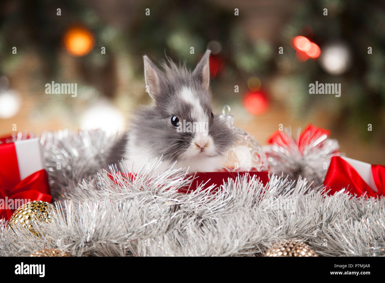 Rabbit, bunny, Gift boxes with red ribbon on Christmas background Stock ...