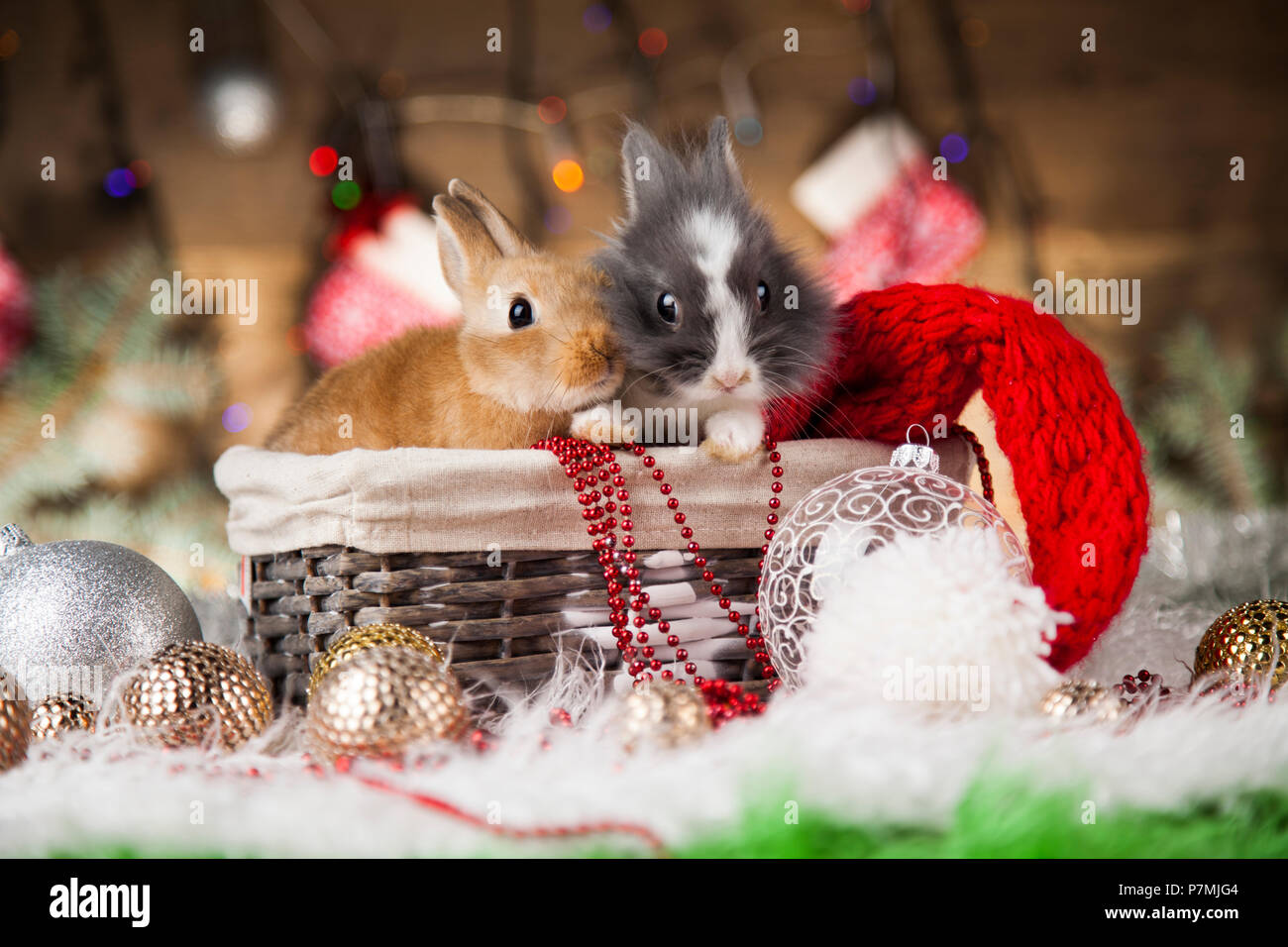 Rabbit, bunny, Gift boxes with red ribbon on Christmas background Stock ...