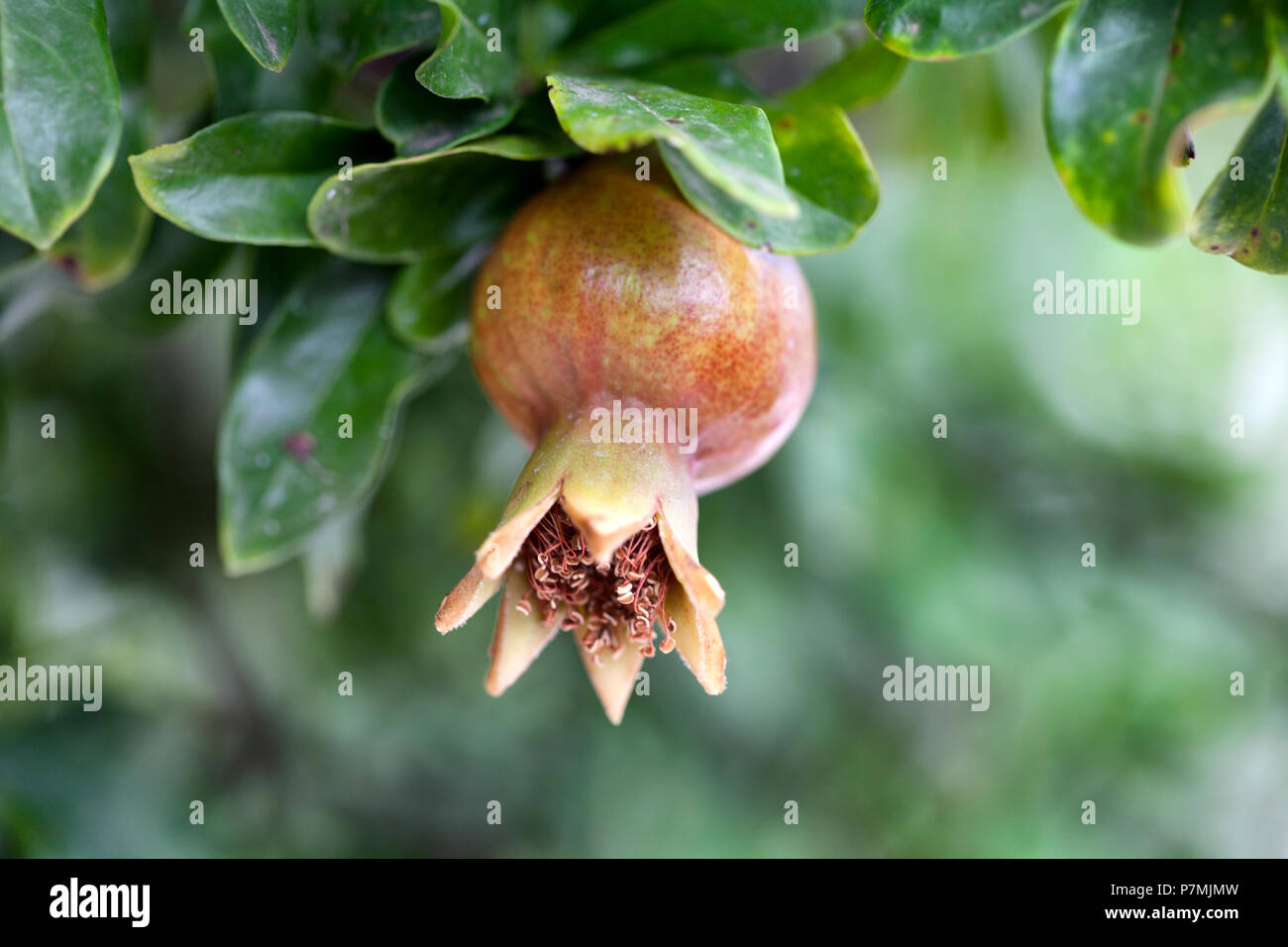 Pomegranate on tree hi-res stock photography and images - Alamy