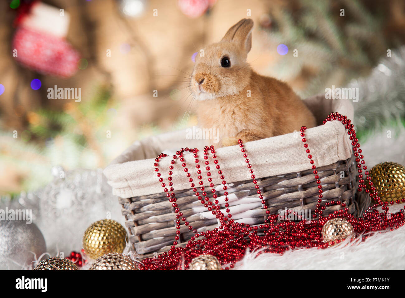 Rabbit, bunny, Gift boxes with red ribbon on Christmas background Stock ...