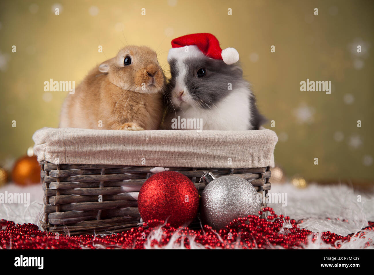 Rabbit, bunny, Gift boxes with red ribbon on Christmas background Stock ...