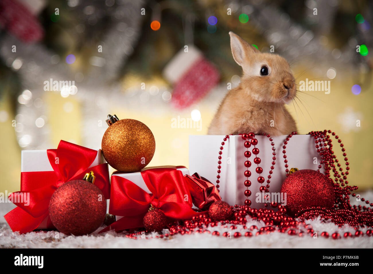 Rabbit, bunny, Gift boxes with red ribbon on Christmas background Stock ...
