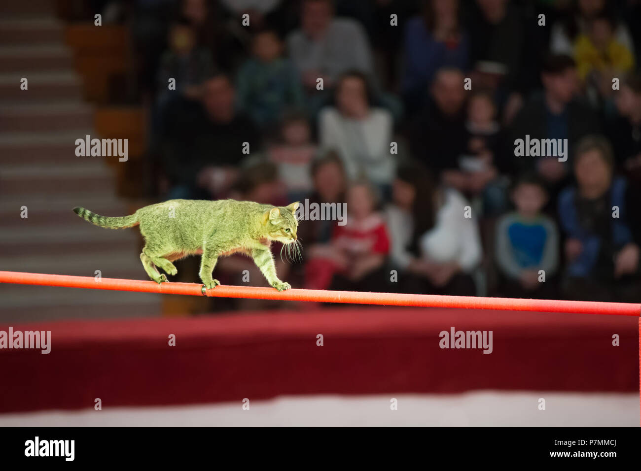 Speech of a cat in a circus. Training of cats Stock Photo - Alamy