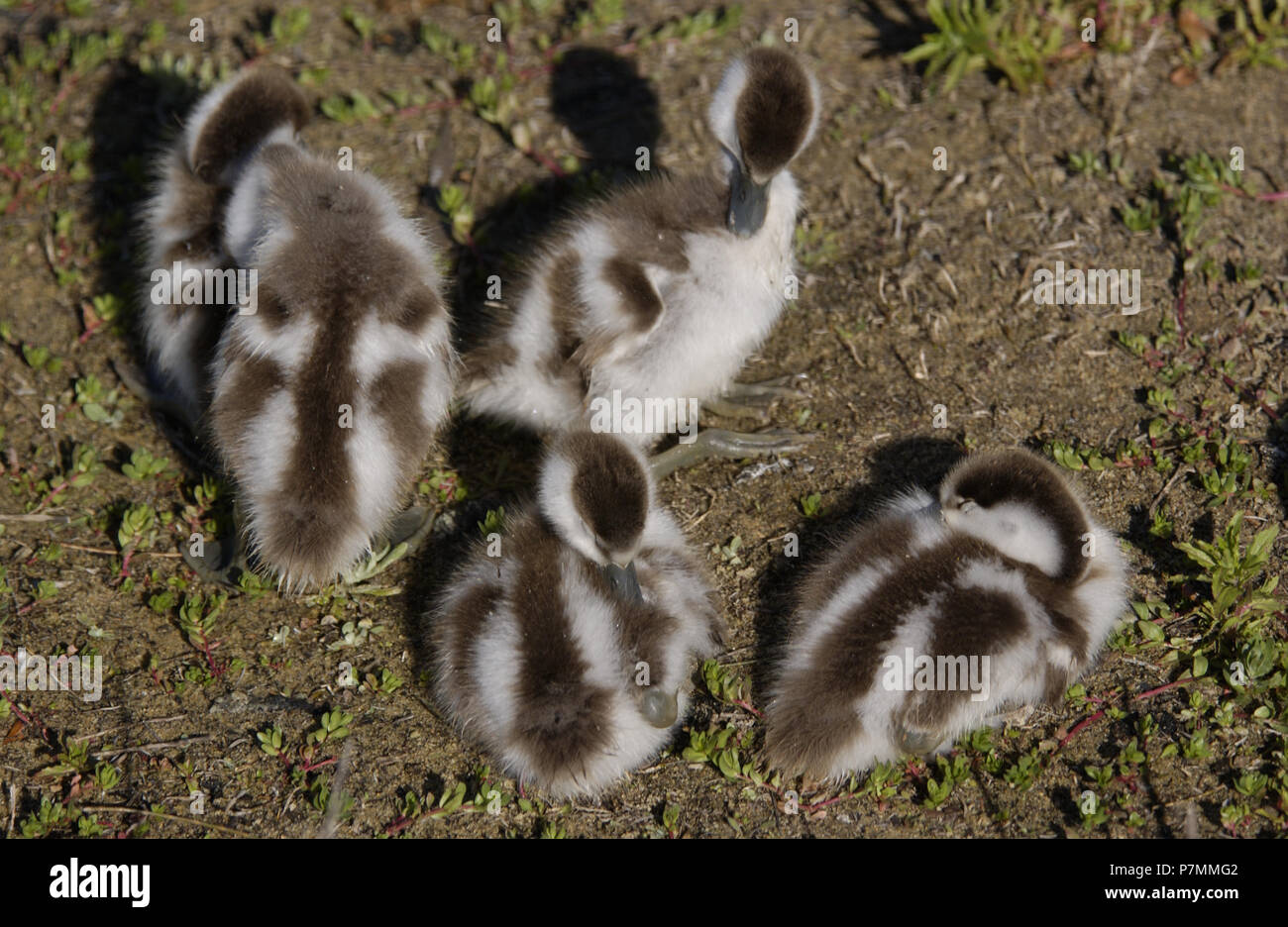 Australian shelduck hi-res stock photography and images - Alamy