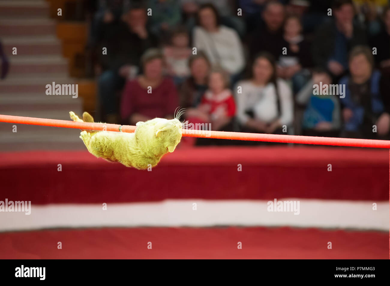 Speech of a cat in a circus. Training of cats Stock Photo - Alamy