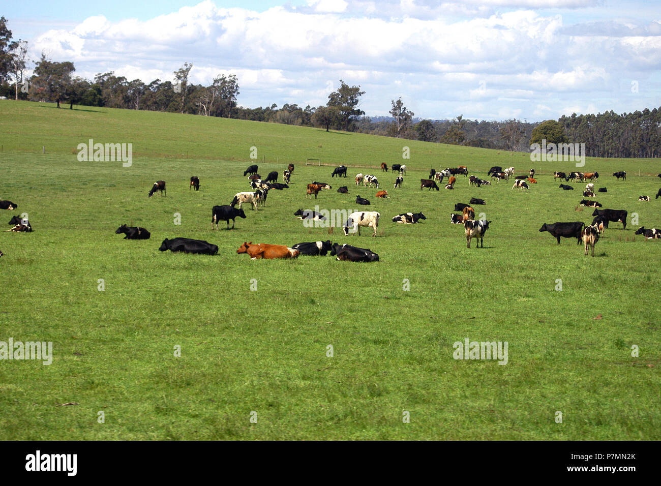 Australian cattle farming hi-res stock photography and images - Alamy