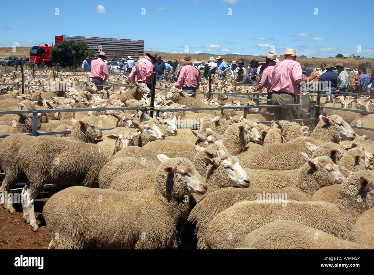 Australia Sheep Not Drought High Resolution Stock Photography and ...