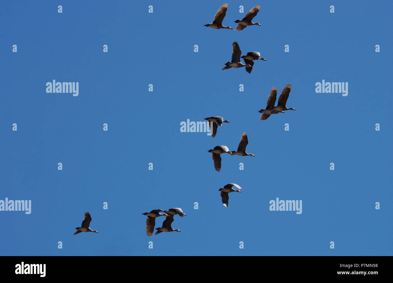 Tree Duck High Resolution Stock Photography and Images - Alamy