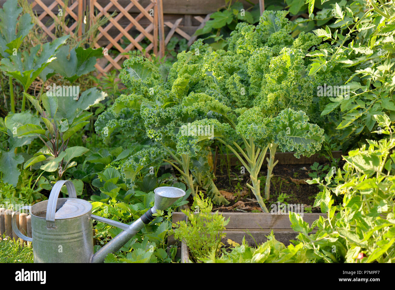 kale cabbage growing in a vegetable garden Stock Photo - Alamy