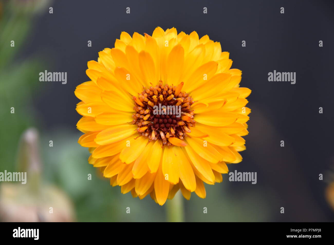 Dslr flower hi-res stock photography and images - Alamy