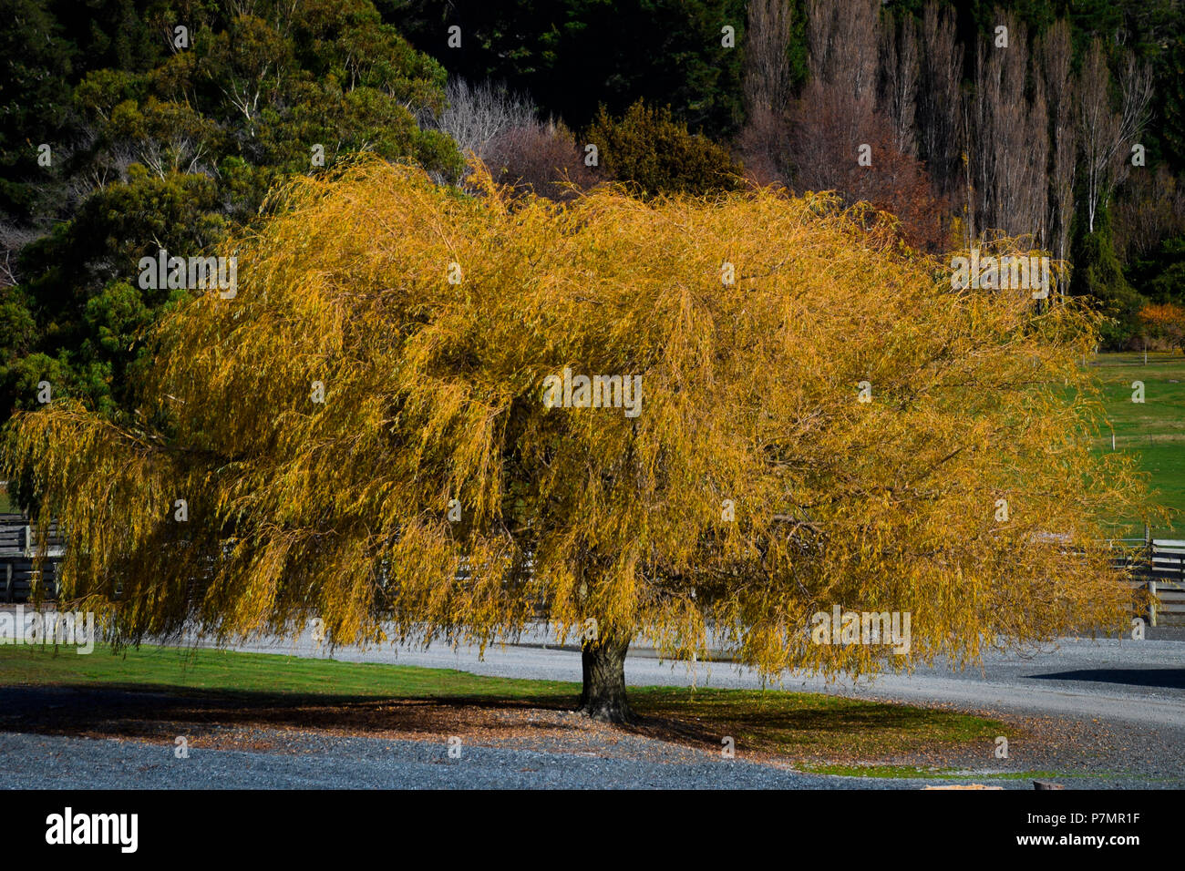 Autumn Tree in New Zealand Stock Photo - Alamy