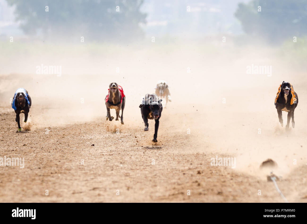 Afghan hound racing hi-res stock photography and images - Alamy