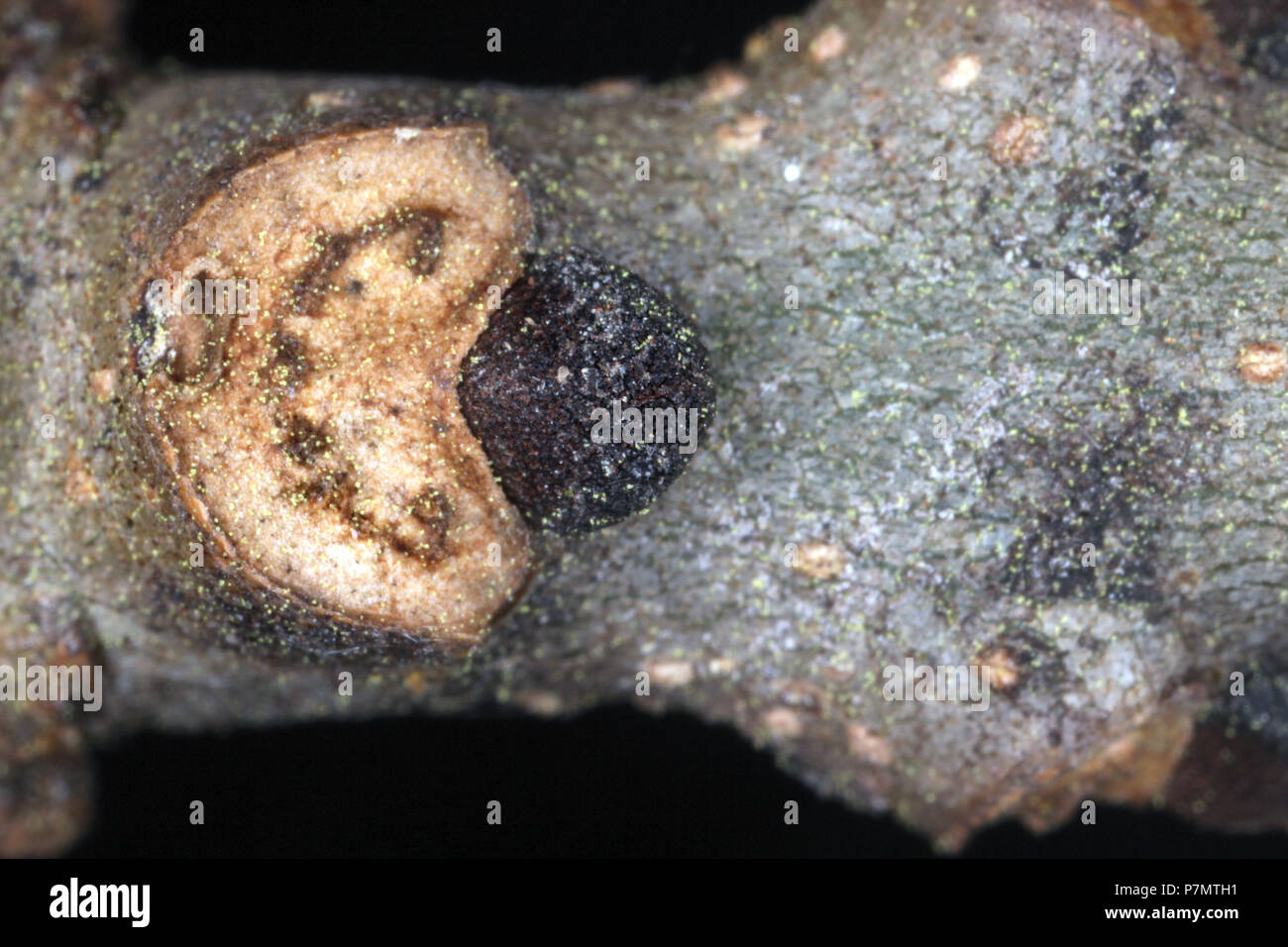 Leaf scar of Common Ash (Fraxinus excelsior Stock Photo - Alamy