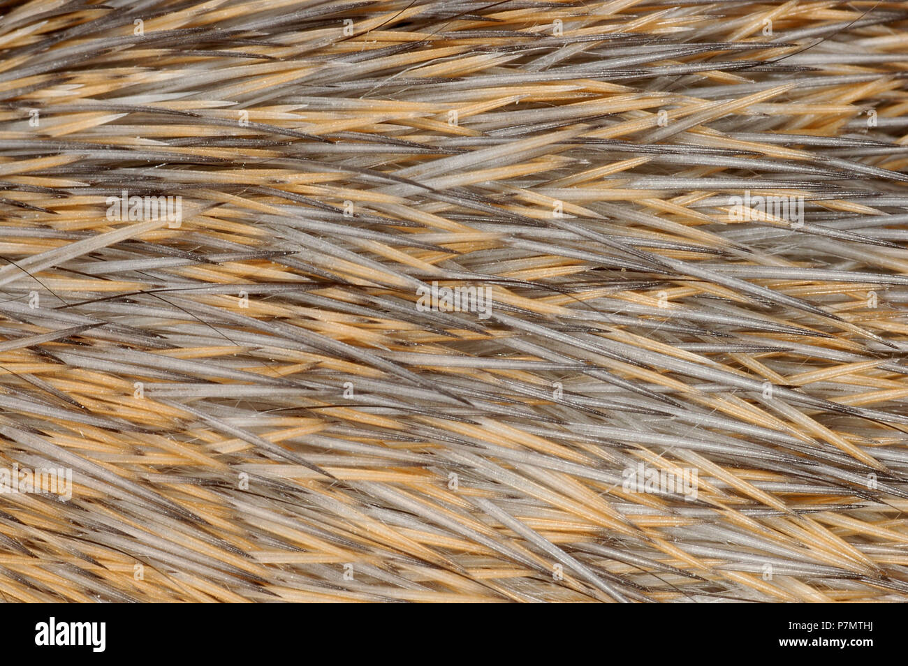Fur of Eastern Spiny Mouse (Acomys dimidiatus Stock Photo - Alamy