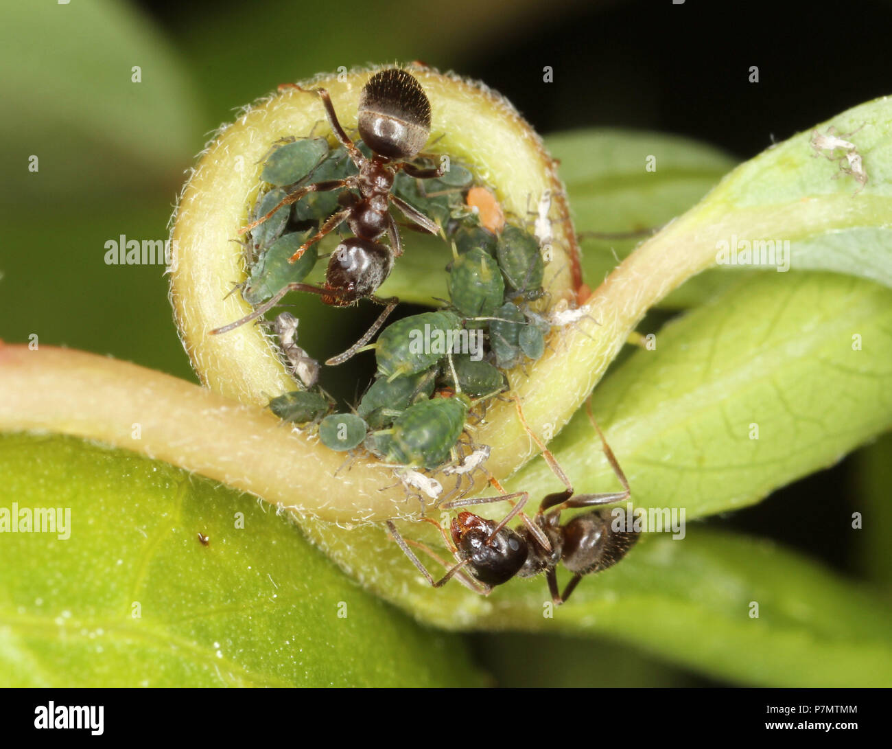 Worker ant Lasius alienus with colony of greenflies Aphis farinosa ...