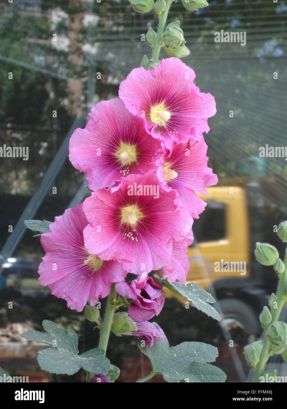 FLOR DE DON DIEGO. Location: EXTERIOR, MADRID, SPAIN Stock Photo - Alamy