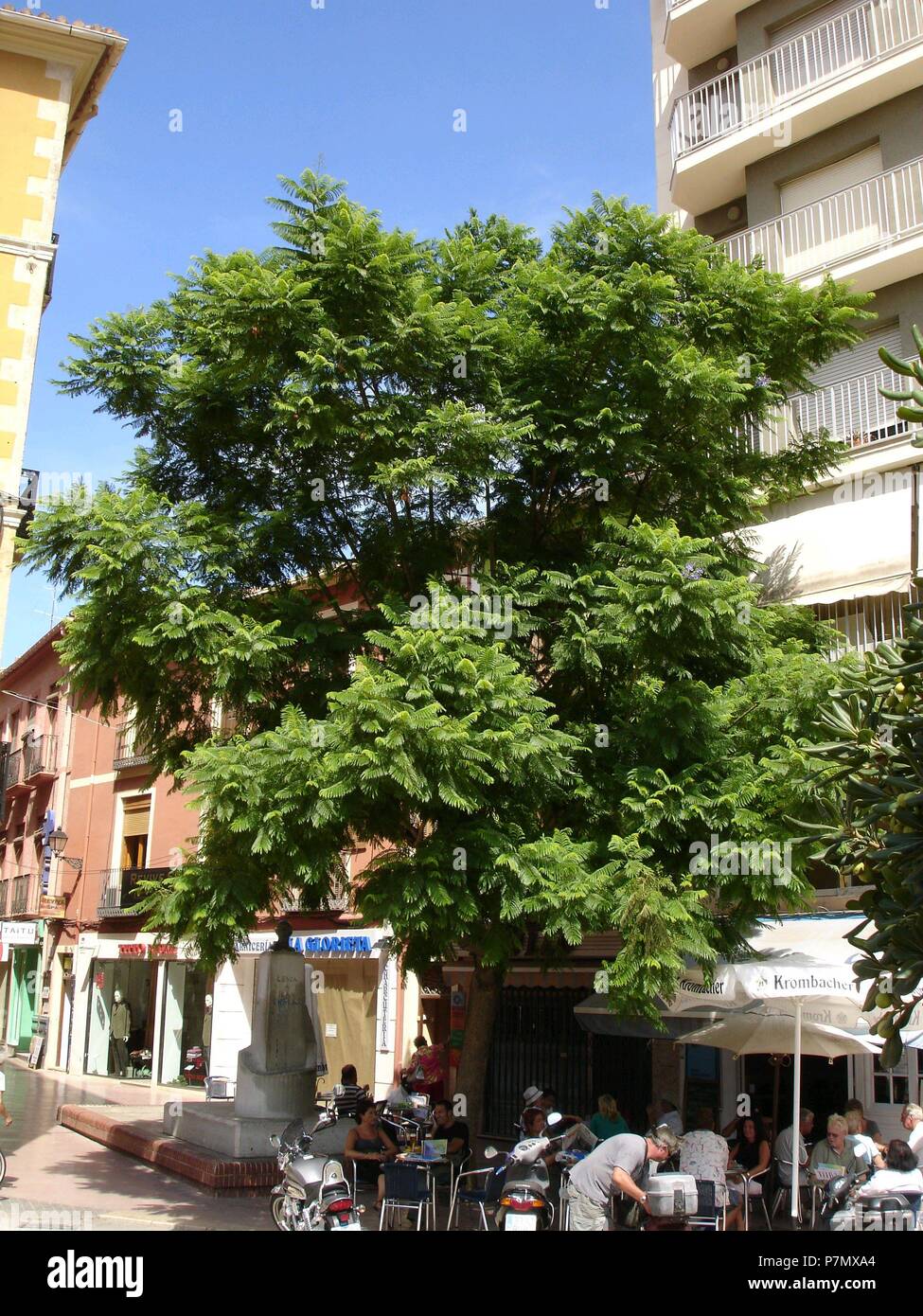 ACACIA DE CONSTANTINOPLA. Location: EXTERIOR, DENIA, ALICANTE, SPAIN ...