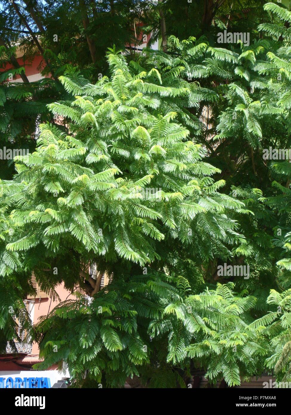 ACACIA DE CONSTANTINOPLA. Location: EXTERIOR, DENIA, ALICANTE, SPAIN ...