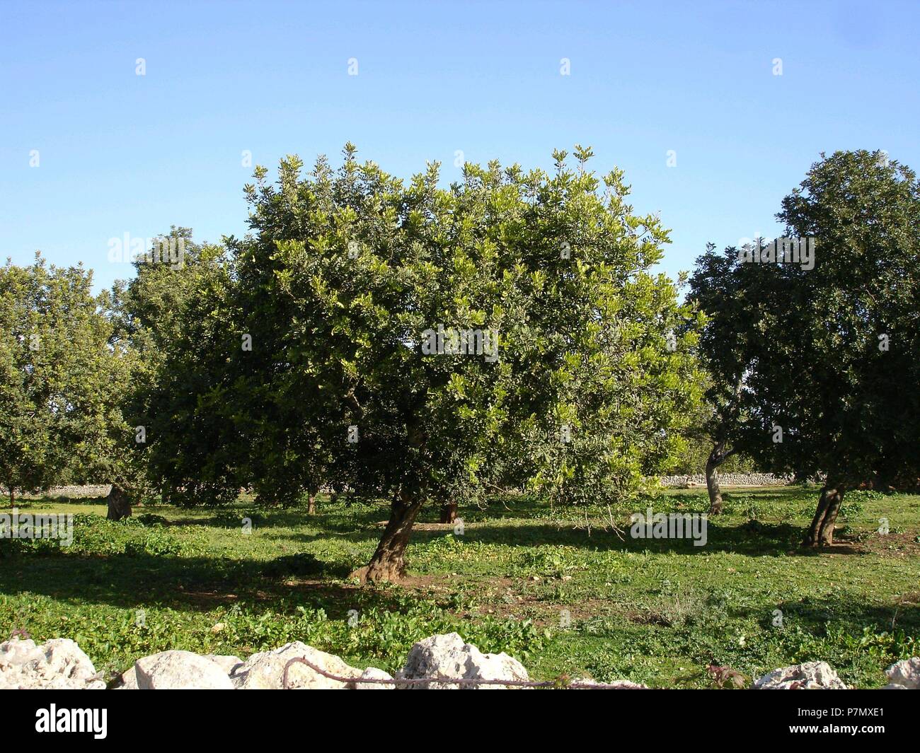 Algarrobo tree hi-res stock photography and images - Alamy