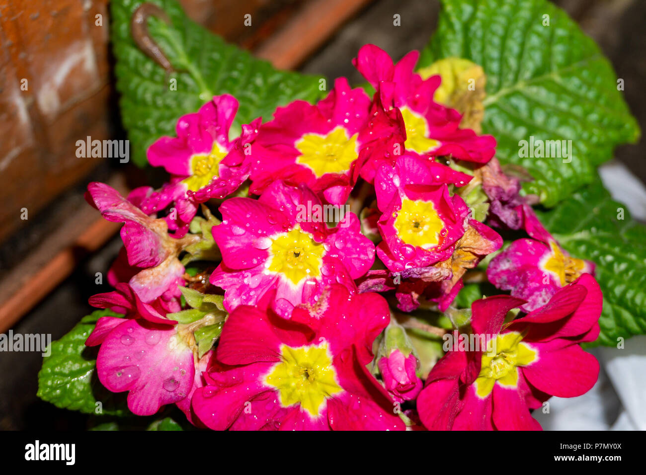 Pink slug hi-res stock photography and images - Alamy