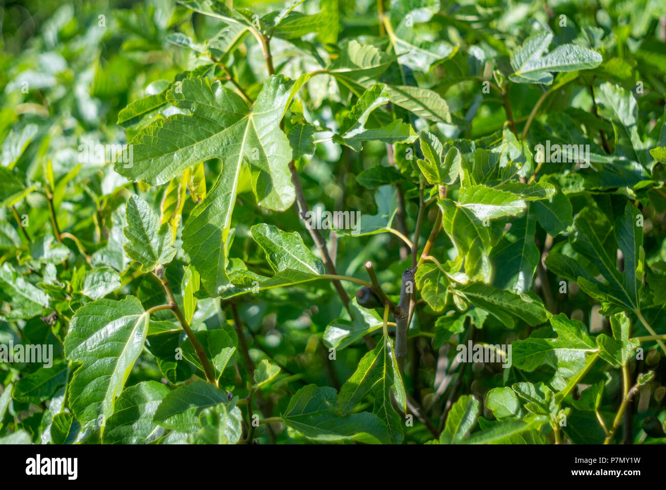 Fig growing hi-res stock photography and images - Alamy